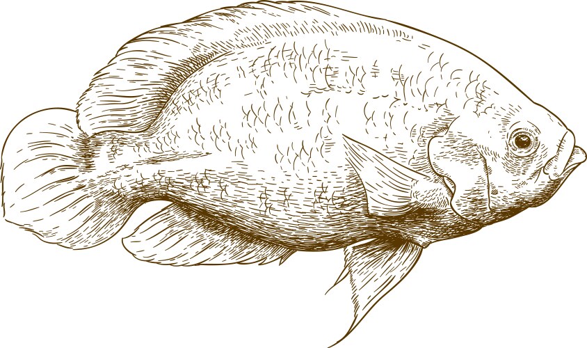 Goldfish drawing engraving Royalty Free Vector Image