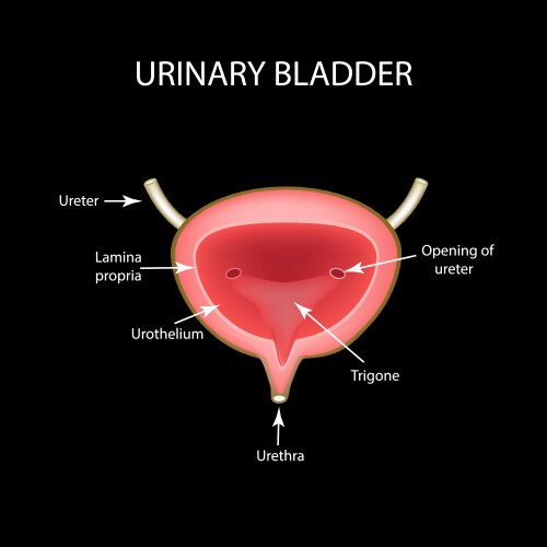 Anatomical structure of the urinary bladder Vector Image