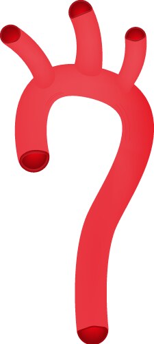 Aorta and aortic arch cartoon Royalty Free Vector Image