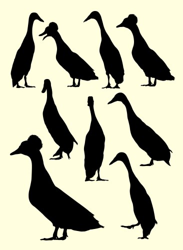 Ducks Vector Images (over 53,000)