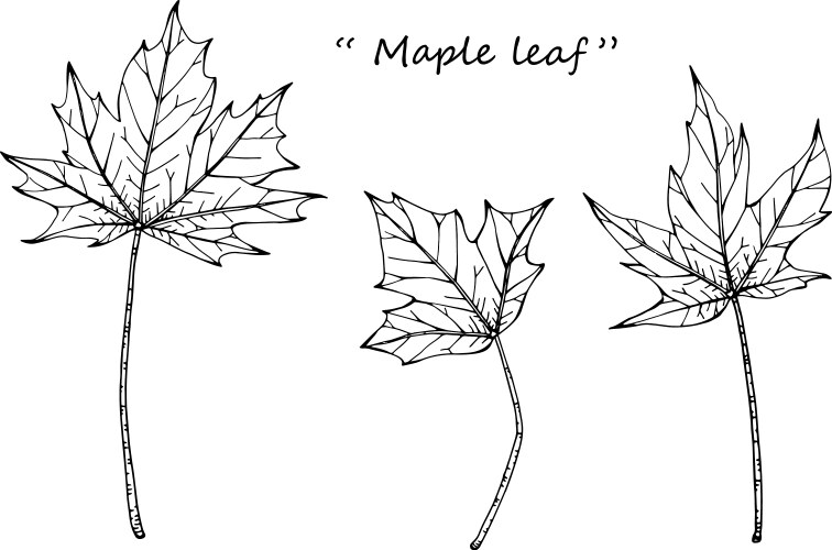 Line Drawing Maple Leaf Vector Images (over 2,700)