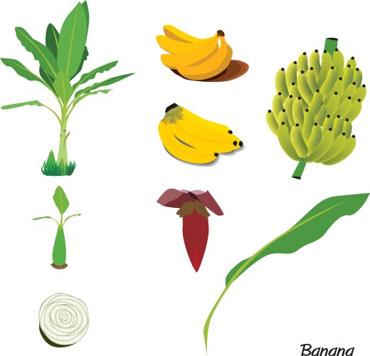 Crop cycle for banana tree stages bananas Vector Image