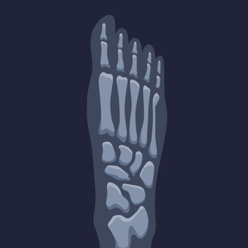 Human bones orthopedic and skeleton icon bone x Vector Image