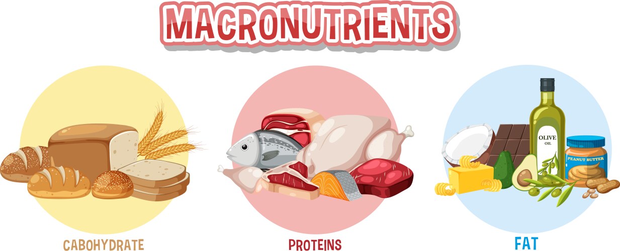Main food groups macronutrients Royalty Free Vector Image