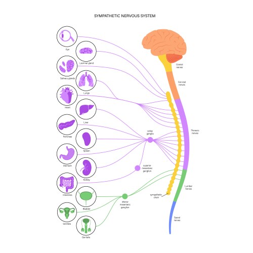 Autonomic Nervous System Vector Images (over 330)
