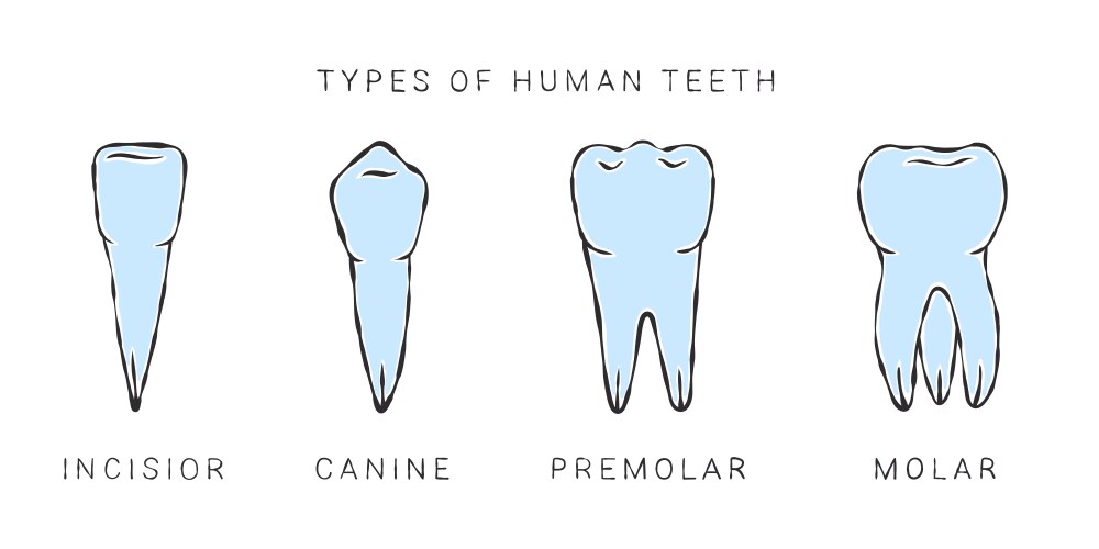 Canine Molar Incisor Vector Images (over 150)