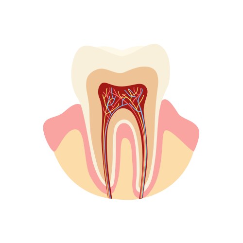Tooth cut Royalty Free Vector Image - VectorStock