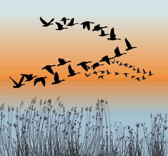 Goose Vector Images (over 28,000)