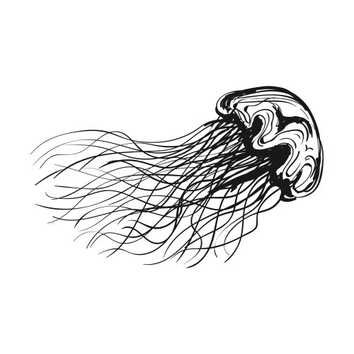Jelly fish icon in outline style isolated on white