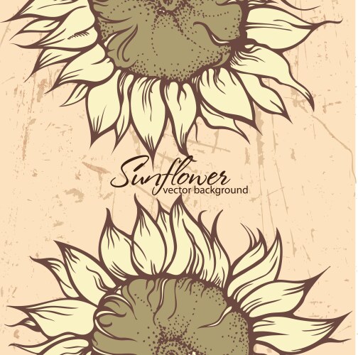 Sunflower Vector Images (over 53,000)