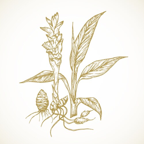 Diagram showing root cell plant isolated Vector Image