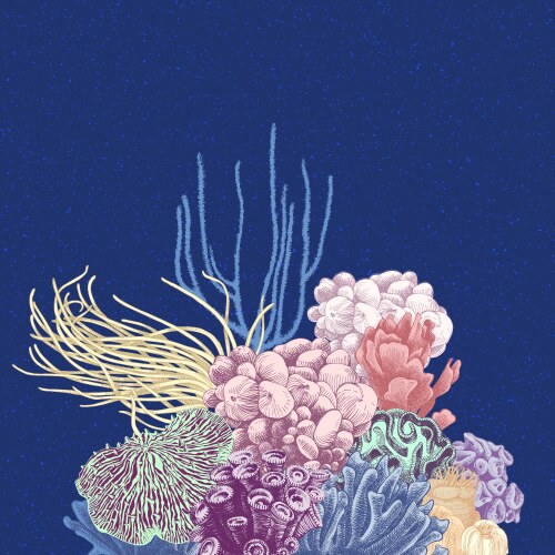 Coral Reef Drawing Vector Images (over 8,500)