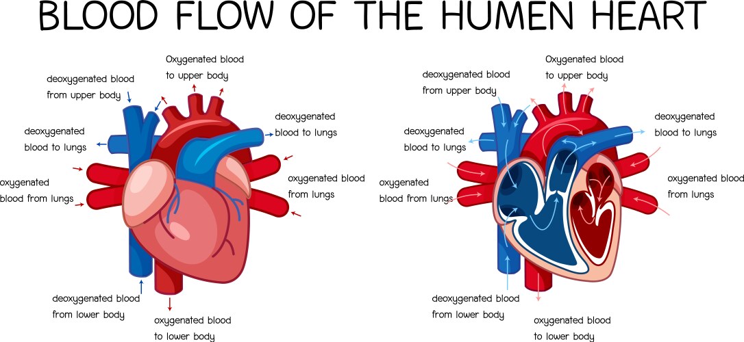 Human Circulatory System Diagram Royalty Free Vector Image