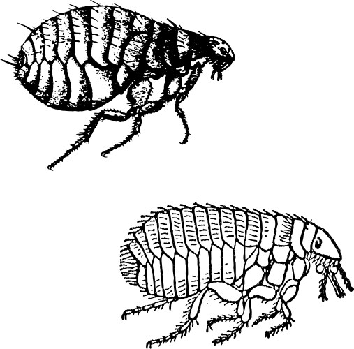 Flea Vector Images (over 6,700)