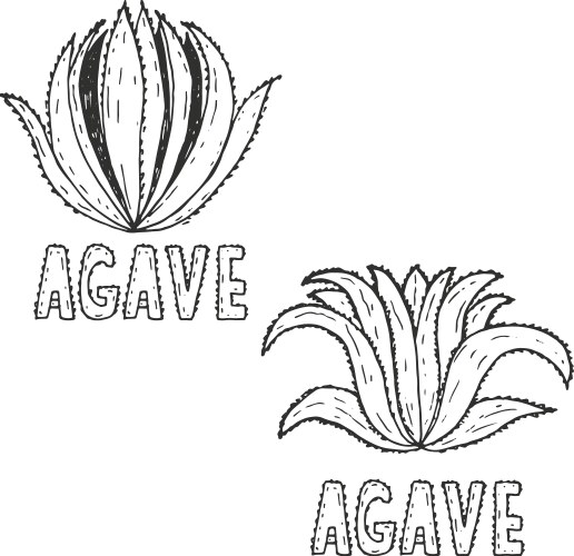 Hand drawn template of agave Royalty Free Vector Image