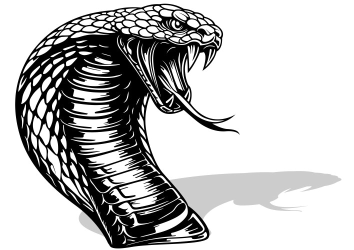 Cobra Vector Images (over 13,000)