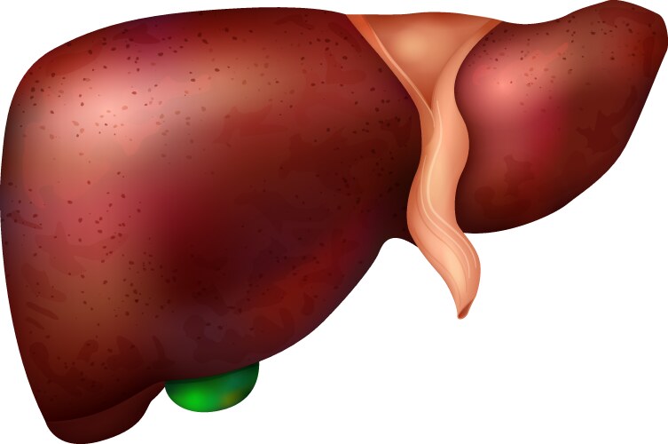 Human organs infographics Royalty Free Vector Image