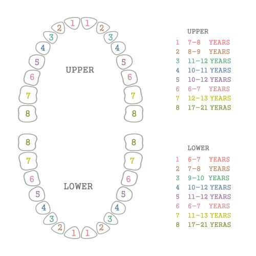 Tooth anatomy chart orthodontist human teeth loss Vector Image