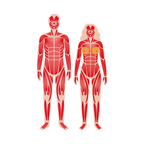Human muscular system Royalty Free Vector Image