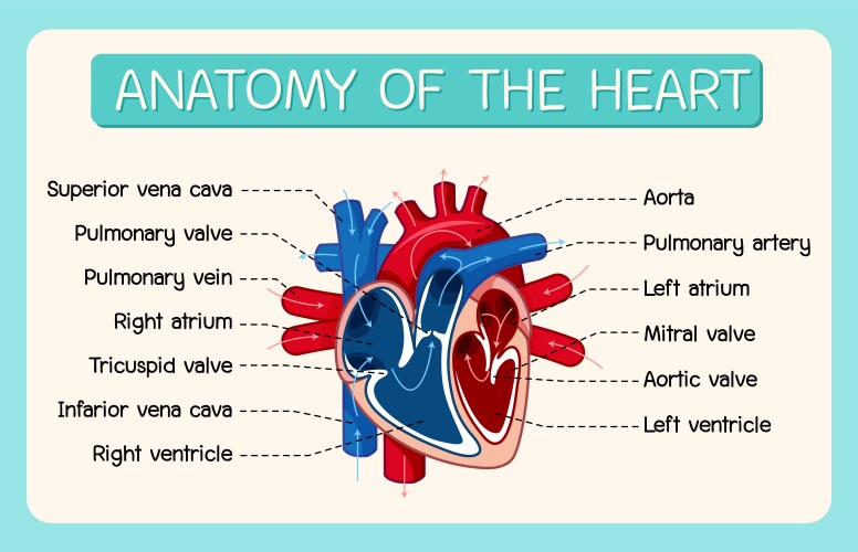 Information poster human heart diagram Royalty Free Vector
