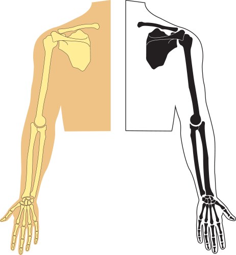 Human arm skeletal anatomy Royalty Free Vector Image