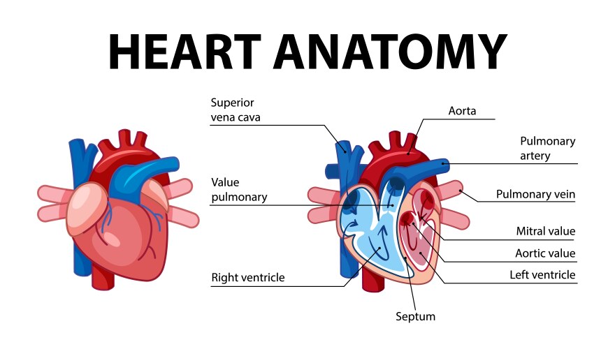 Information poster human heart diagram Royalty Free Vector