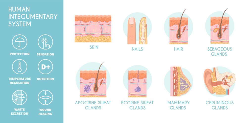 Human Skin & Integument System Royalty Free Vector Image