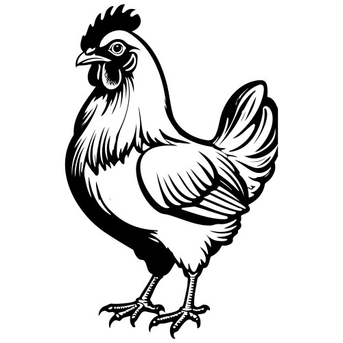 Chicken Line Art Vector Images (over 18,000)