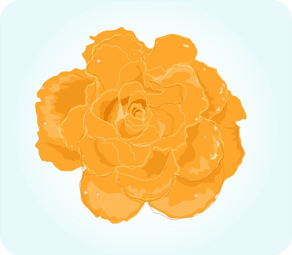 Red rose flower top view isolated on white Vector Image