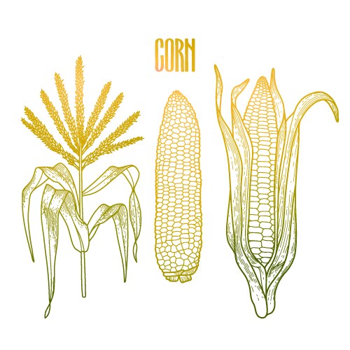 Corn Vector Images (over 100,000)