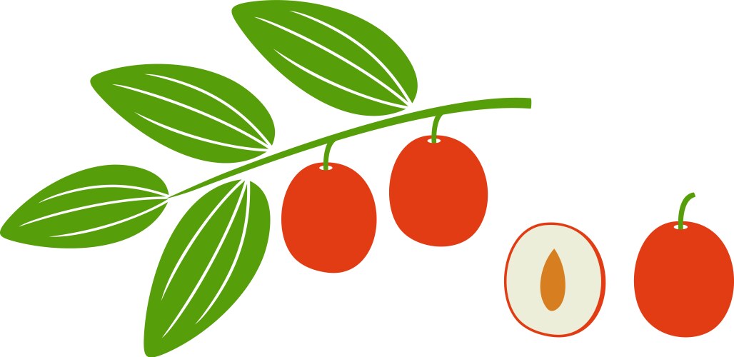 Red Jujube Vector Images (over 150)
