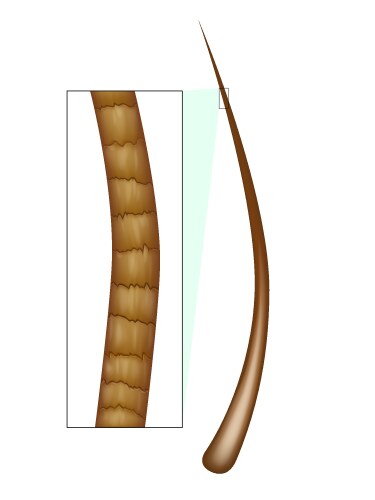 Hair Structure Vector Images (over 3,200)