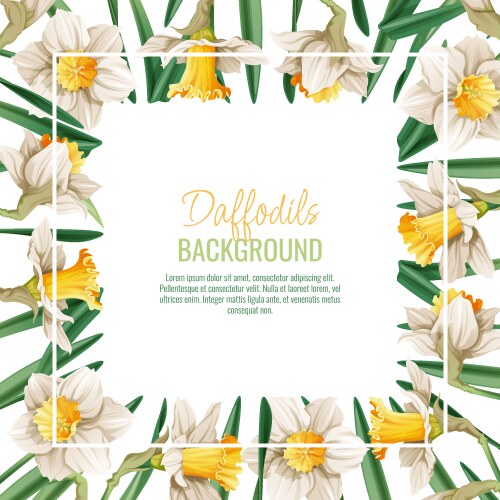 Spring background with daffodils postcard banner Vector Image