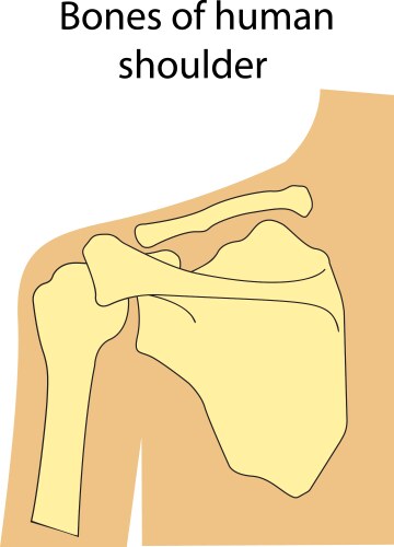 Human hand skeletal anatomy Royalty Free Vector Image