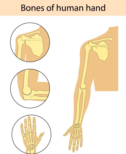 Orthopedic and skeleton symbols human joints Vector Image