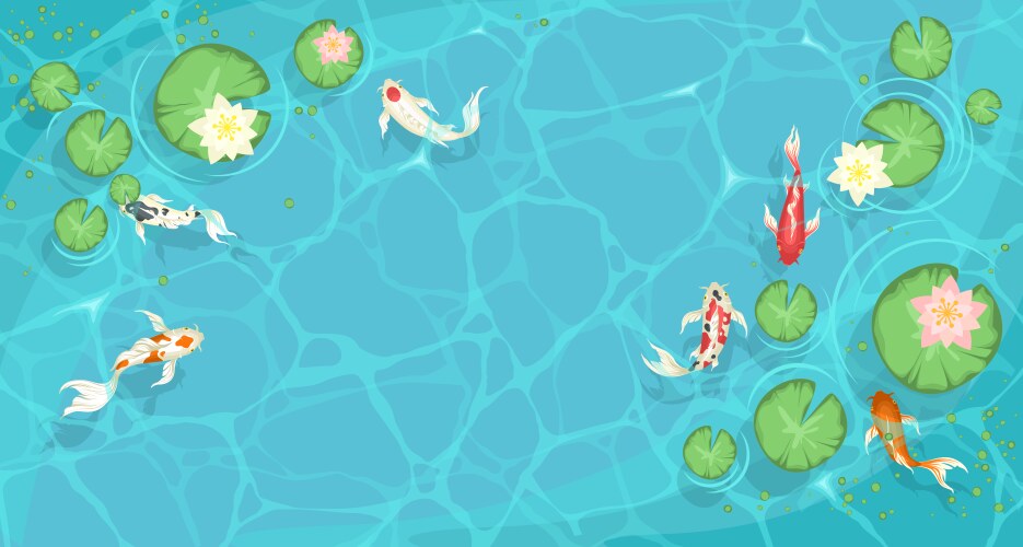 Koi fish swimming in pond with beautiful water Vector Image