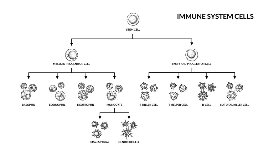 Antigen Presenting Cells Vector Images (33)