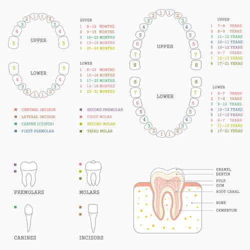 Tooth chart with names - dental infographics Vector Image