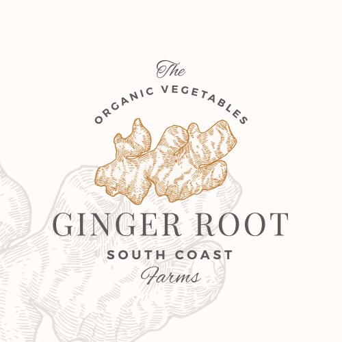 Engraving ginger root Royalty Free Vector Image