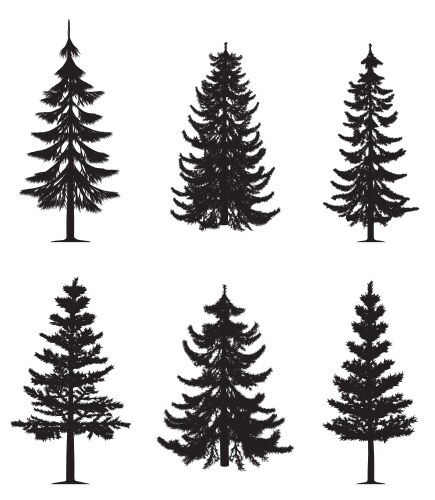 Set silhouettes pine tree isolated on white Vector Image