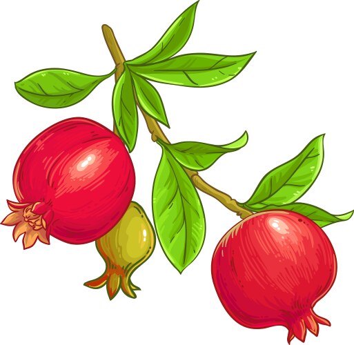 Pomegranate with leaves fresh fruit drawing Vector Image