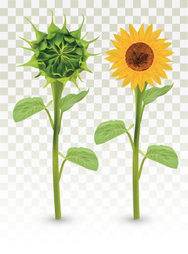 Sunflower Bud Vector Images (over 1,100)