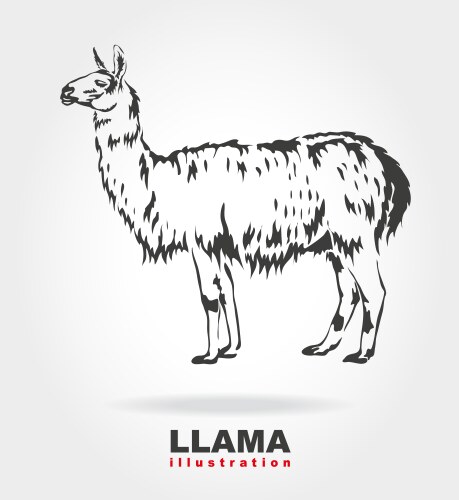 Isolated outline cartoon baby llama Royalty Free Vector