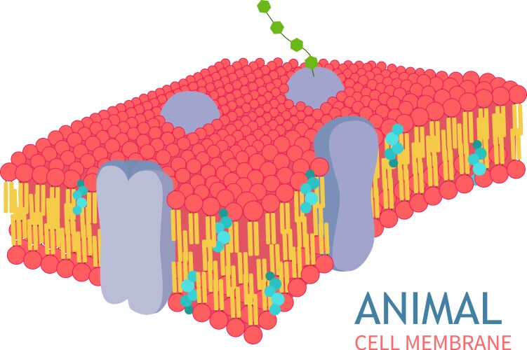 Cell membrane Royalty Free Vector Image - VectorStock