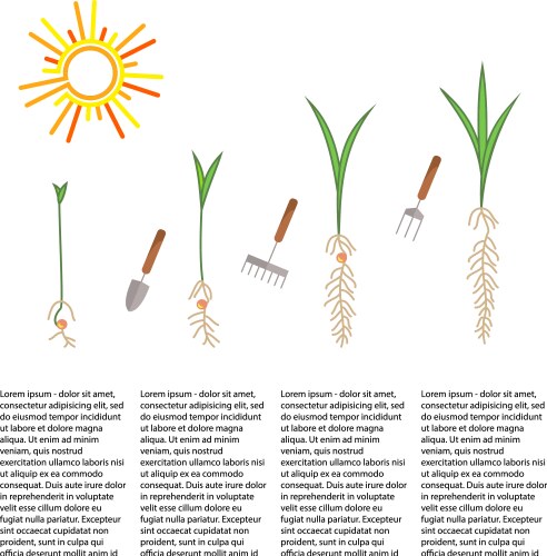 Timeline infographic of planting tree process Vector Image