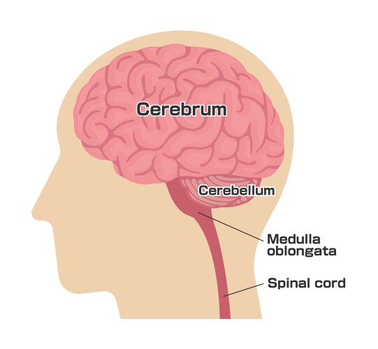 Human head anatomy structure japanese Royalty Free Vector
