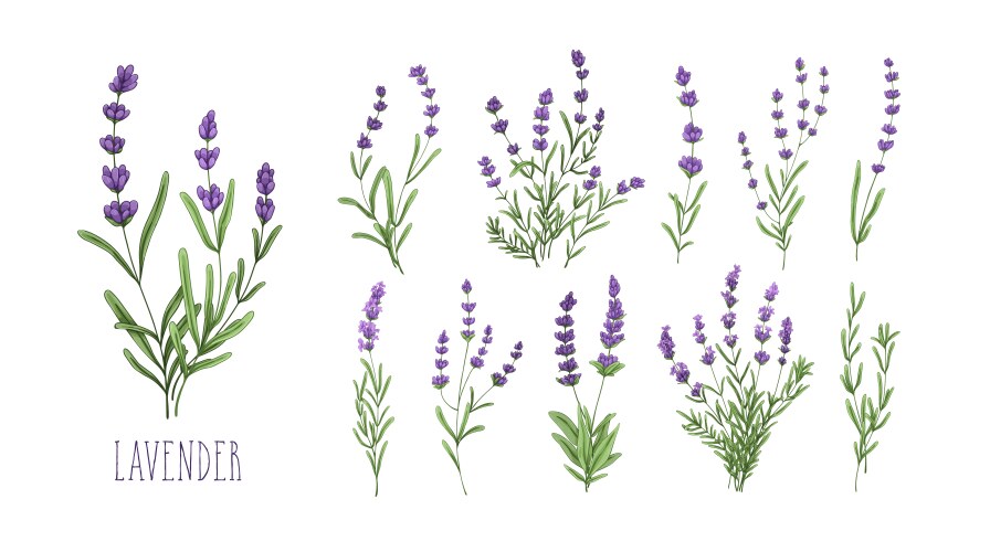 Lavanda Vector Images (over 230)