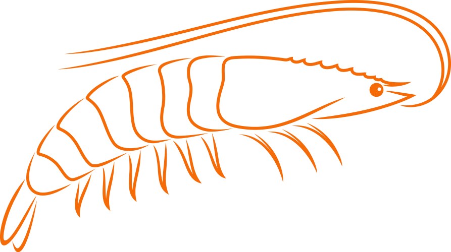 Shrimp Royalty Free Vector Image - VectorStock