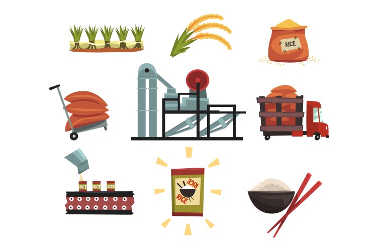 Infographic template of rice production from Vector Image