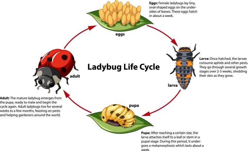 Biology study ladybug life cycle diagram Vector Image